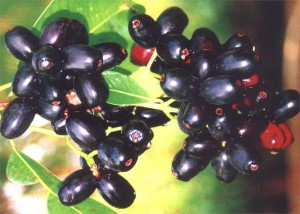 Amazing Health Benefits and Uses of Jamun Fruit - GOQii